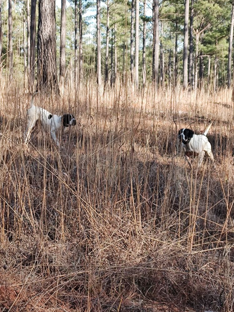 OLD MILL QUAIL PRESERVE - Updated January 2026 - 668 Moores Chapel Rd ...