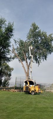ELITE TREE SERVICE - Updated June 2025 - 16 Photos - 115 NW Boardman ...