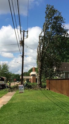 ABC PROFESSIONAL TREE SERVICES - Updated October 2025 - 20 Photos & 32 ...