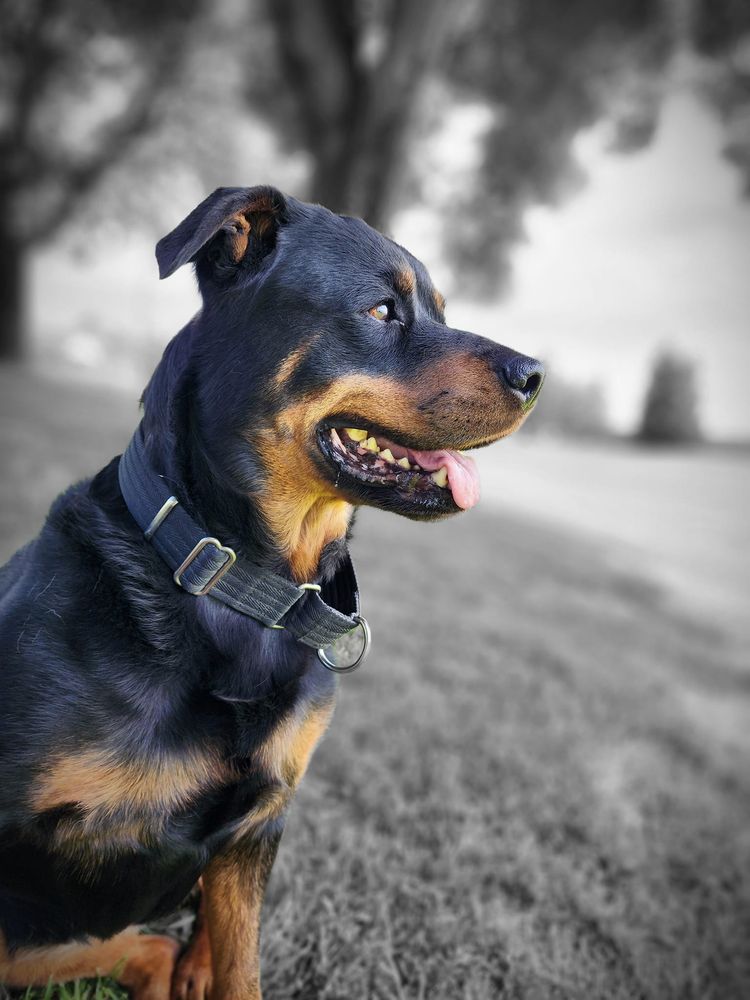 TRUSTY PAWS PET CARE - Updated December 2024 - Request a Quote - 19 ...