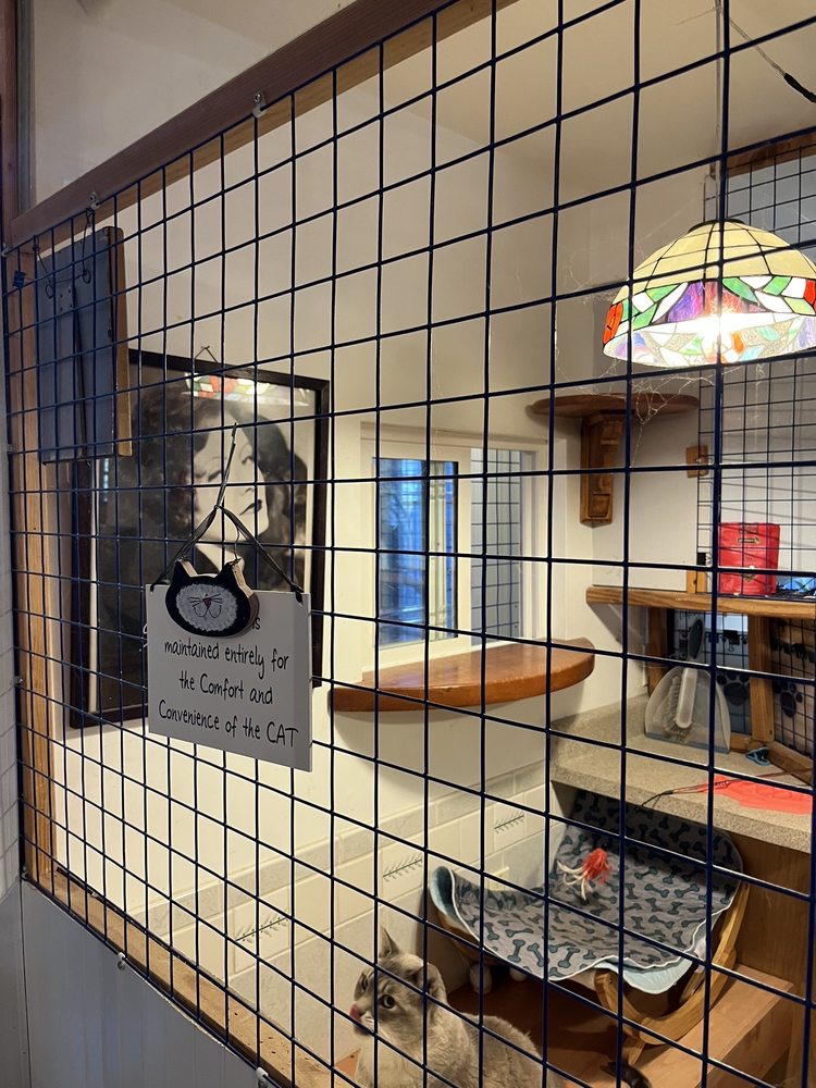 KITTY HILL RESORT FOR CATS - Updated December 2025 - 38 Reviews - 126 ...