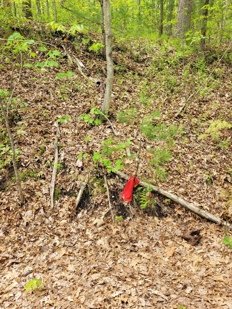 TOWN FOREST BASEBALL FIELD - Updated July 2025 - 99 Nimrod Rd, W ...