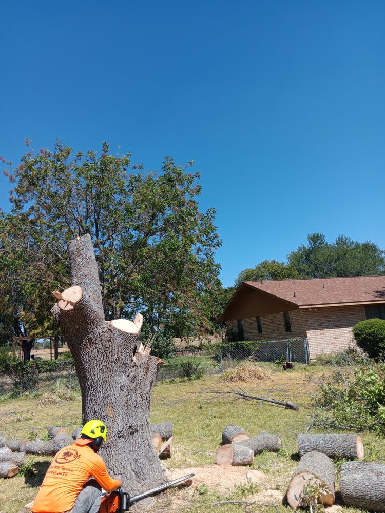 RIVERA’S TREE SERVICE - Updated September 2025 - 18 Photos - San ...
