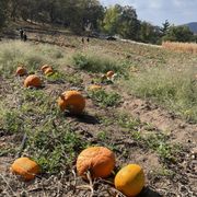 RILEY’S FARM - 763 Photos & 359 Reviews - 12261 S Oak Glen Rd, Oak Glen ...