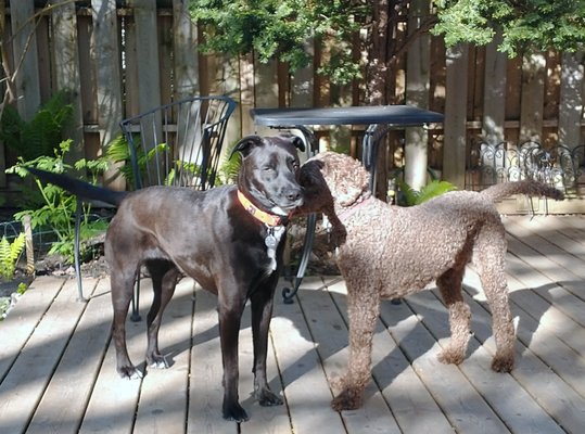 THE DOG MINDER - Updated May 2024 - Ottawa, Ontario, Canada - Dog ...