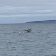 PUGET SOUND EXPRESS - 131 Photos & 195 Reviews - 227 Jackson St, Port ...