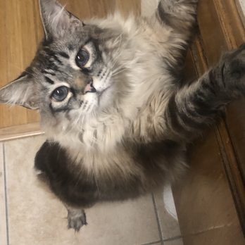 SLATON VETERINARY HOSPITAL - Updated April 2025 - 95 Photos & 161 ...