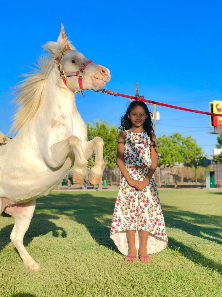 THE UNICORNS OF GOLDEN SPUR RANCH - Updated November 2024 - 70 Photos ...