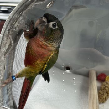 PARROT STARS - Updated September 2025 - 162 Photos & 39 Reviews - 115 N ...