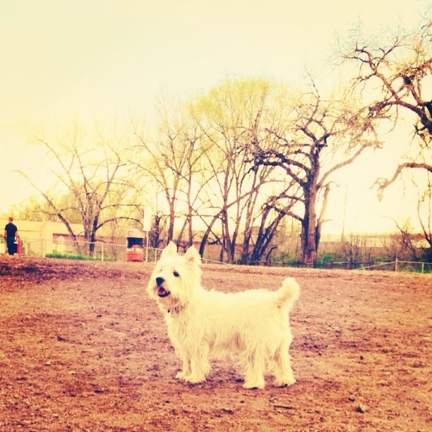 ENGLEWOOD CANINE CORRAL - Updated April 2025 - 20 Reviews - 4848 S ...