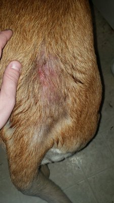 CPVETS - Updated September 2024 - 32 Reviews - 1522 Martin St, State ...