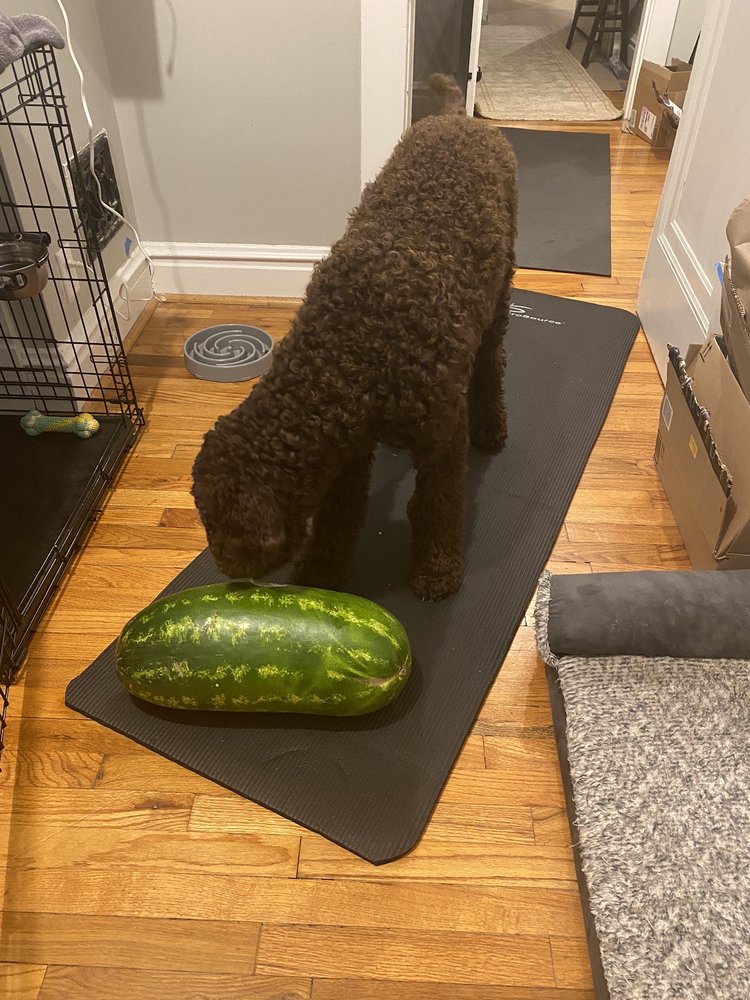 DAVE’S DOG PARK - Updated November 2025 - 5459 Itaska St, St. Louis ...