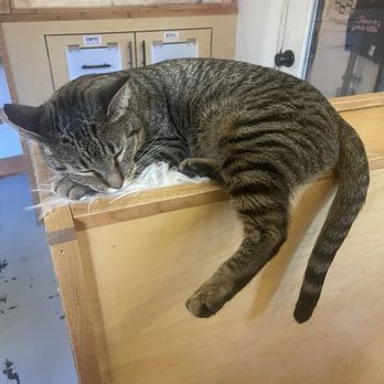 NEKO: A CAT CAFE - Updated January 2026 - 1015 Photos & 344 Reviews ...