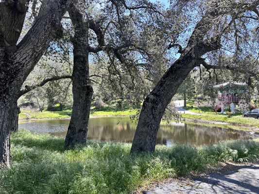 DIAMOND ZEN CENTER - Updated November 2025 - 18 Photos - 18500 Diamond ...