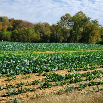 MILLER FARMS - 212 Photos & 194 Reviews - 10140 Piscataway Rd, Clinton ...