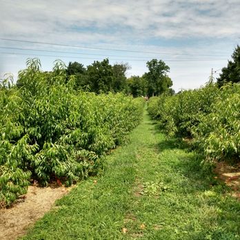 GOGLE FARMS - Updated October 2025 - 34 Photos - 5017 Mulberry St ...