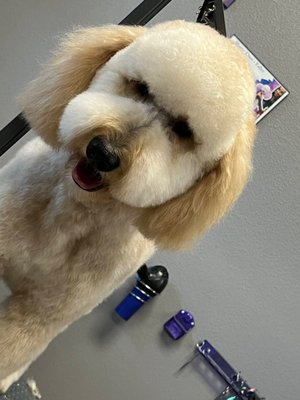 DOGS WITH STYLE - Updated January 2026 - 2720 John Hayes, El Paso ...