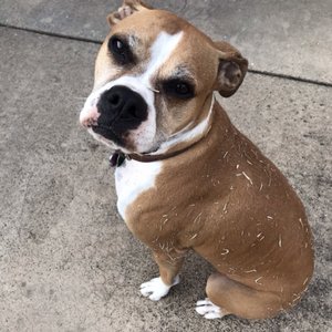 DENTON VETERINARY CENTER - Updated October 2025 - 51 Photos & 55 ...