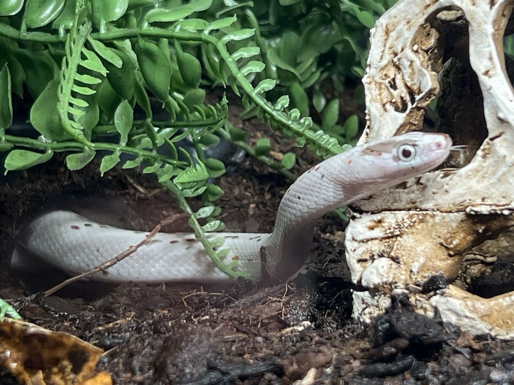 J&J REPTILES - Updated October 2025 - 6912 Clinton Hwy, Knoxville ...