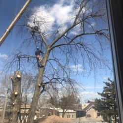 COUNTY TREE SERVICE - 164 Photos & 244 Reviews - 6600 W 41st St ...