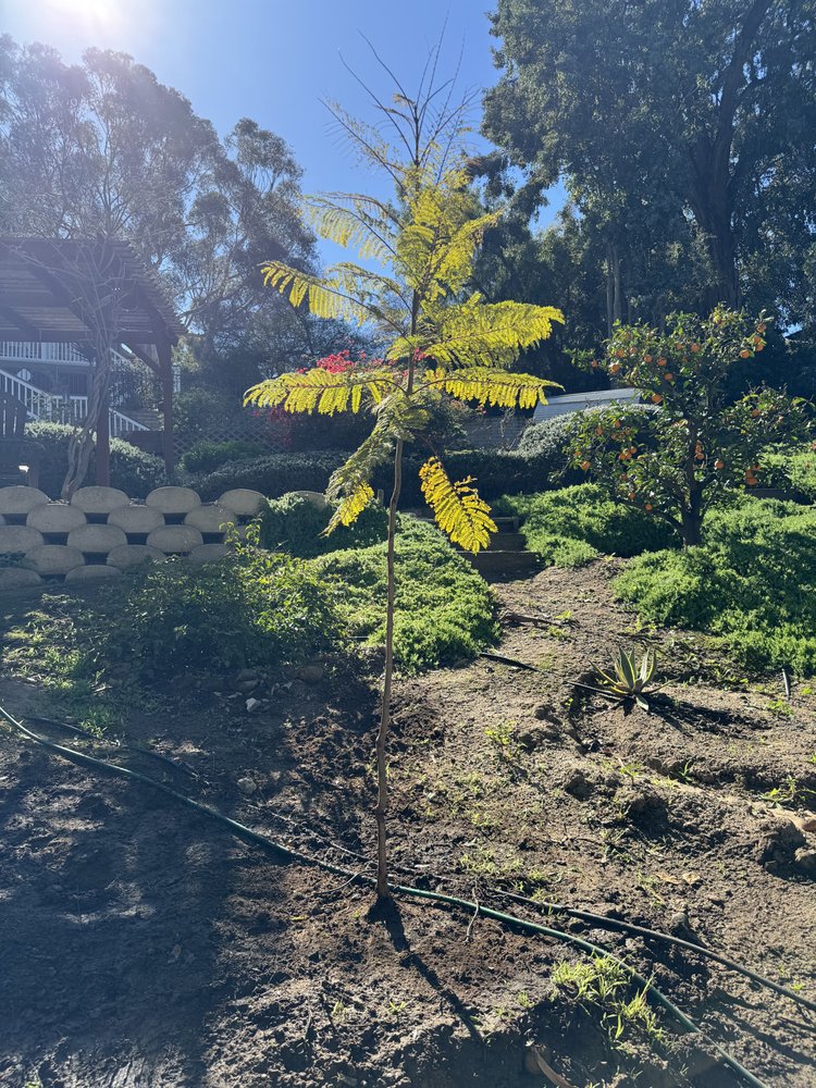 IC TREES - Updated October 2025 - 39 Photos - San Diego, California - Tree Services - Phone ...