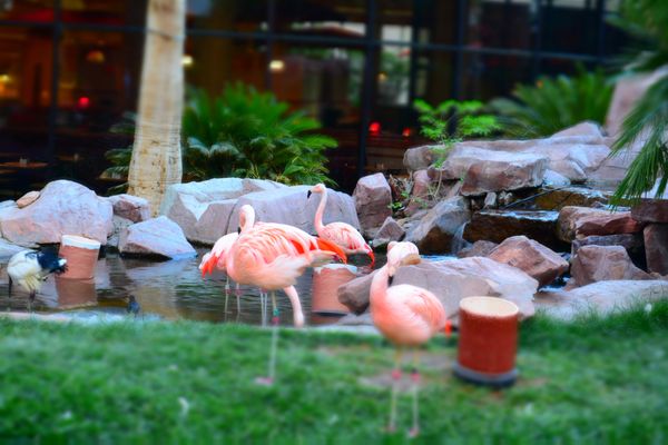 WILDLIFE HABITAT - 331 Photos & 74 Reviews - Zoos - 3555 Las Vegas Blvd ...