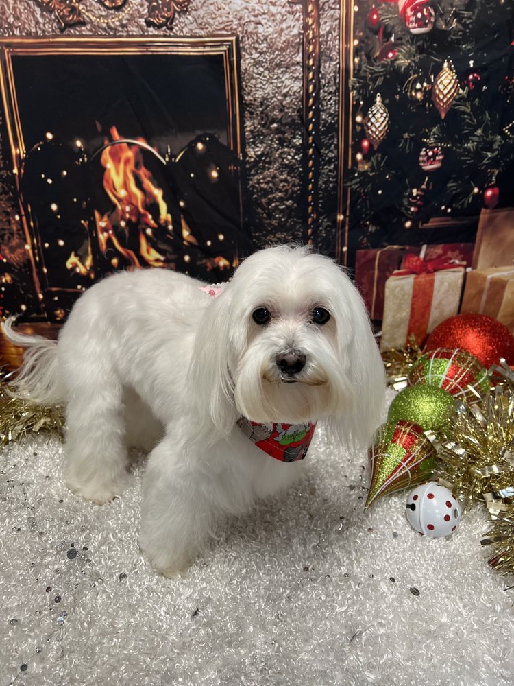 PREPPY PUPPY GROOMING - Updated December 2024 - Request Information ...