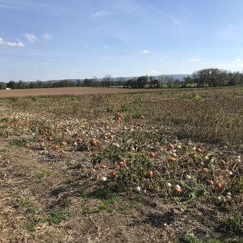 WAYSIDE FARM FUN - Updated October 2025 - 48 Photos & 16 Reviews - 5273 ...