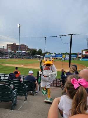LONG ISLAND DUCKS - Updated June 2025 - 73 Photos & 45 Reviews - 3 Court House Dr, Central Islip ...