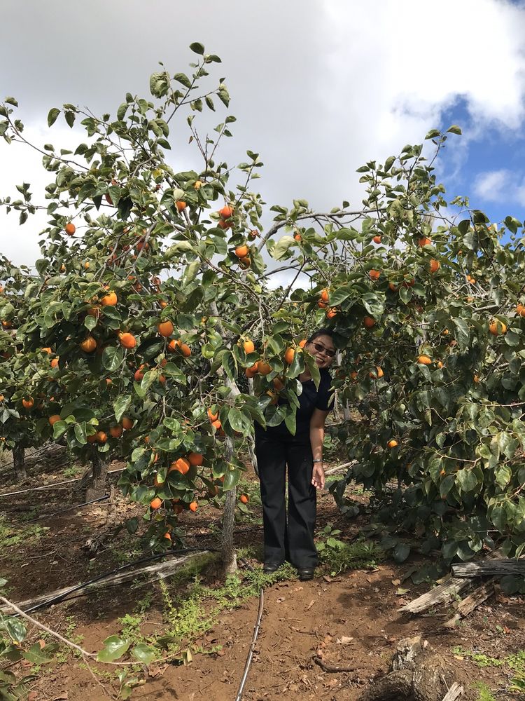 HASHIMOTO PERSIMMON FARM - 82 Photos & 10 Reviews - 1378 Pulehuiki Rd ...