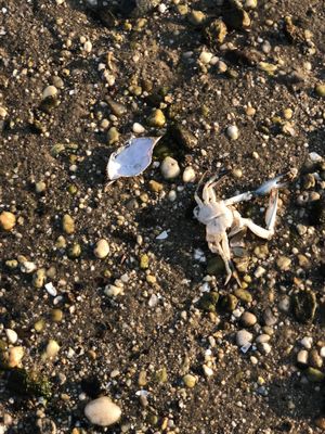 HARRY TAPPEN BEACH - Updated September 2024 - 28 Photos - 494 Prospect ...