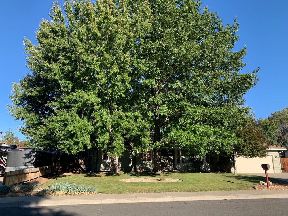 MONSTER TREE SERVICE OF GREATER RENO - Updated January 2026 - 34 ...