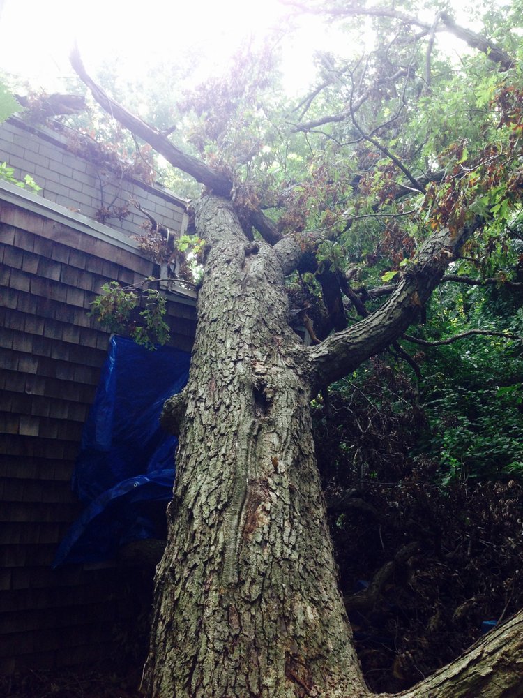 TIMBER PROS TREE CARE - Updated October 2025 - 10 Photos & 13 Reviews ...