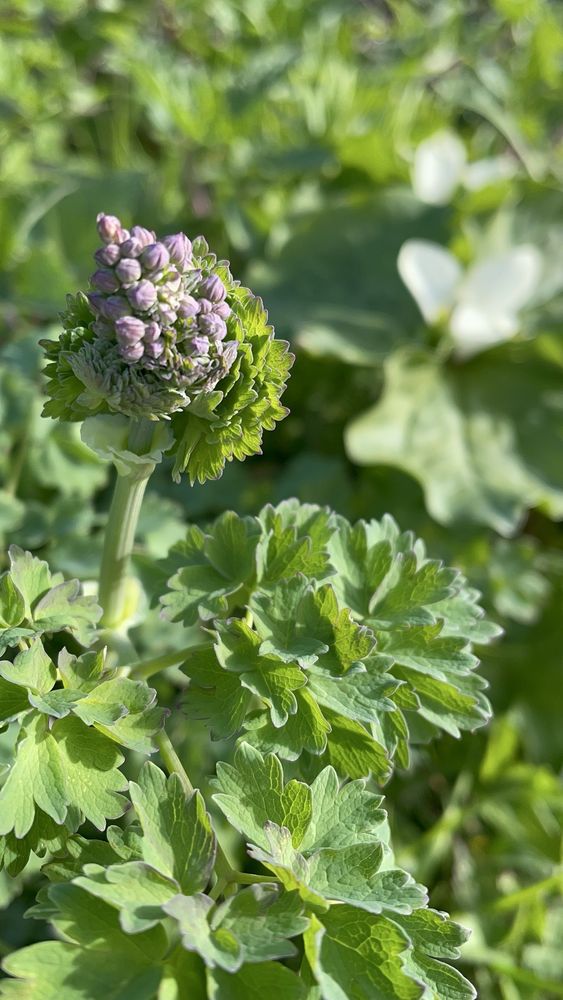 SWEENEY RIDGE - Updated August 2025 - 929 Photos & 190 Reviews - 3660 ...