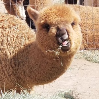 HUMMING DESERT ALPACAS - Updated July 2025 - 25 Photos - 25 Arroyito Rd ...