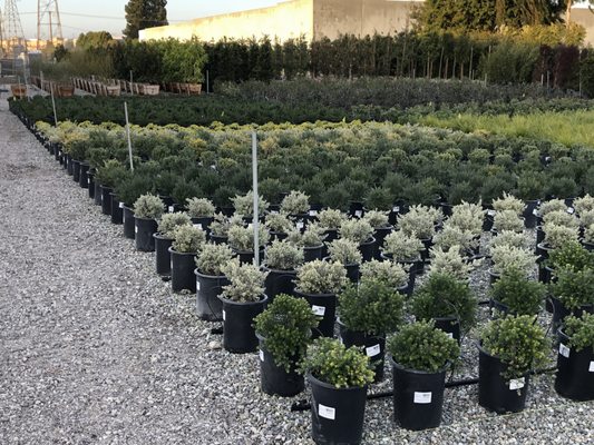 DEVIL MOUNTAIN WHOLESALE NURSERY - REDONDO BEACH - Updated December ...