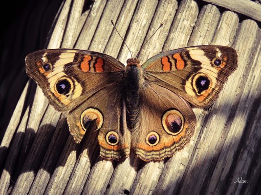 ADAM SEIF PHOTOGRAPHY - Updated October 2025 - Request Information ...