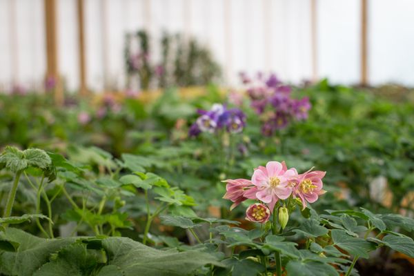 BATES NURSERY AND GARDEN CENTER - 278 Photos & 56 Reviews - 3810 Whites ...