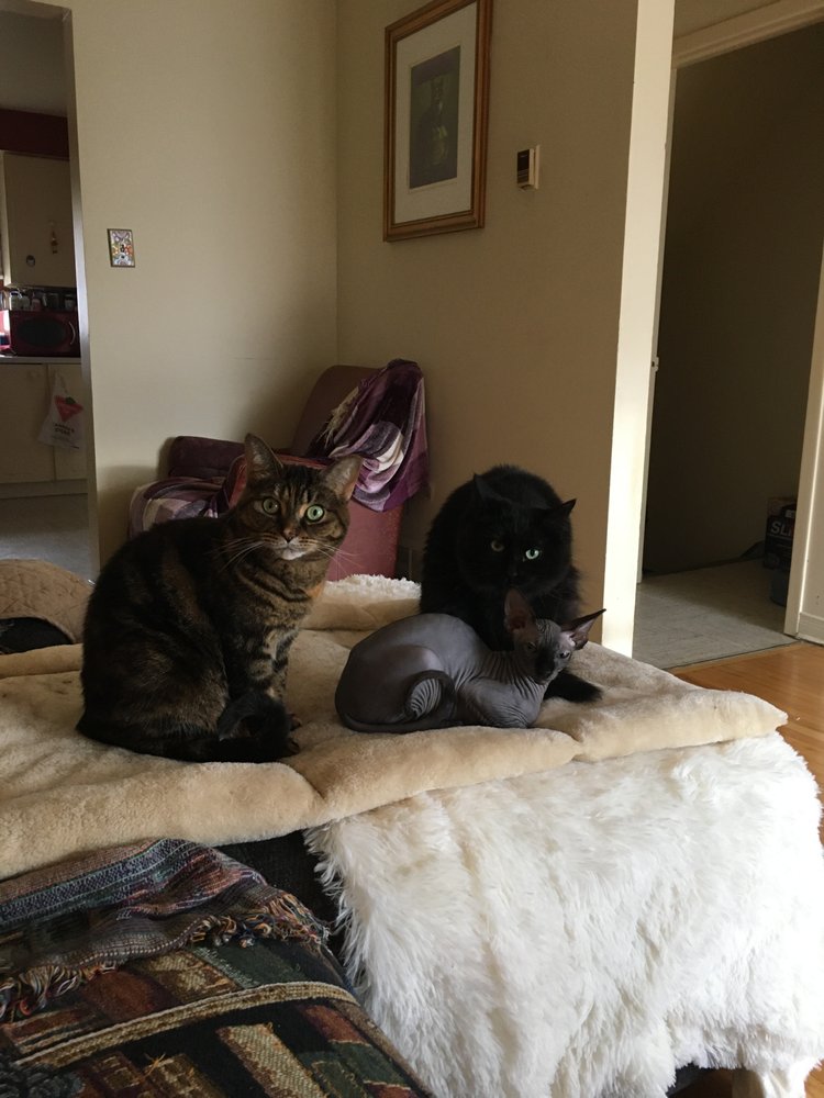 BATHURST ANIMAL HOSPITAL - Updated October 2025 - 45 Photos & 17 ...