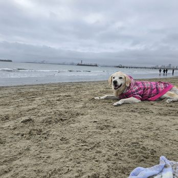 ROSIE’S DOG BEACH - Updated December 2025 - 1821 Photos & 941 Reviews - 4800 E Ocean Blvd, Long ...