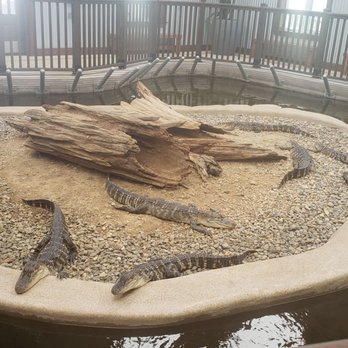 GATOR CHATEAU - Updated January 2025 - 166 Photos & 47 Reviews - 100 ...