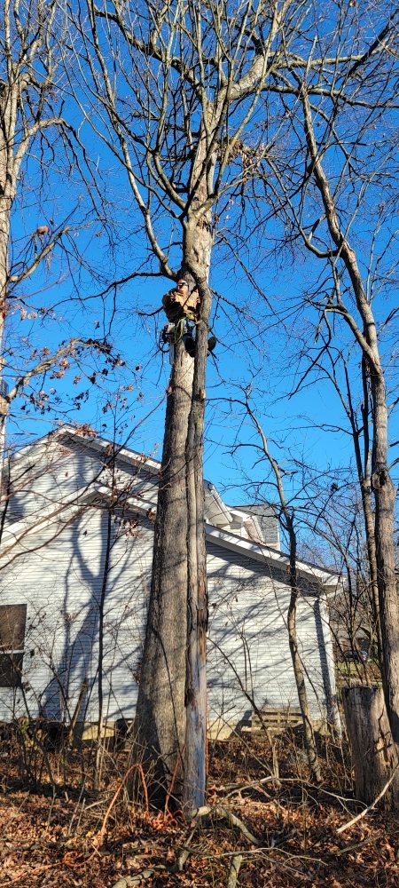 MORGANS TREE SERVICE - Updated July 2025 - 22 Photos - 35 Meenach Ln ...