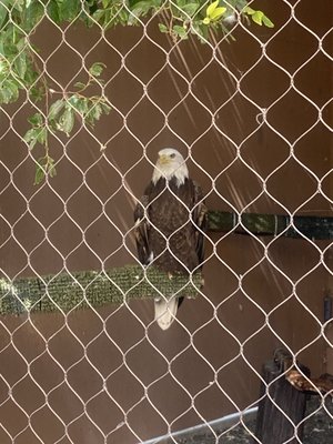 CALIFORNIA RAPTOR CENTER - Updated January 2026 - 58 Photos & 23 ...