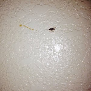 COMMANDO INN - Updated September 2024 - 301 Tully St, Hurlburt Field ...