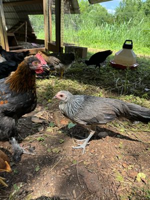 MURRAY MCMURRAY HATCHERY - Updated December 2025 - 102 Photos & 109 ...