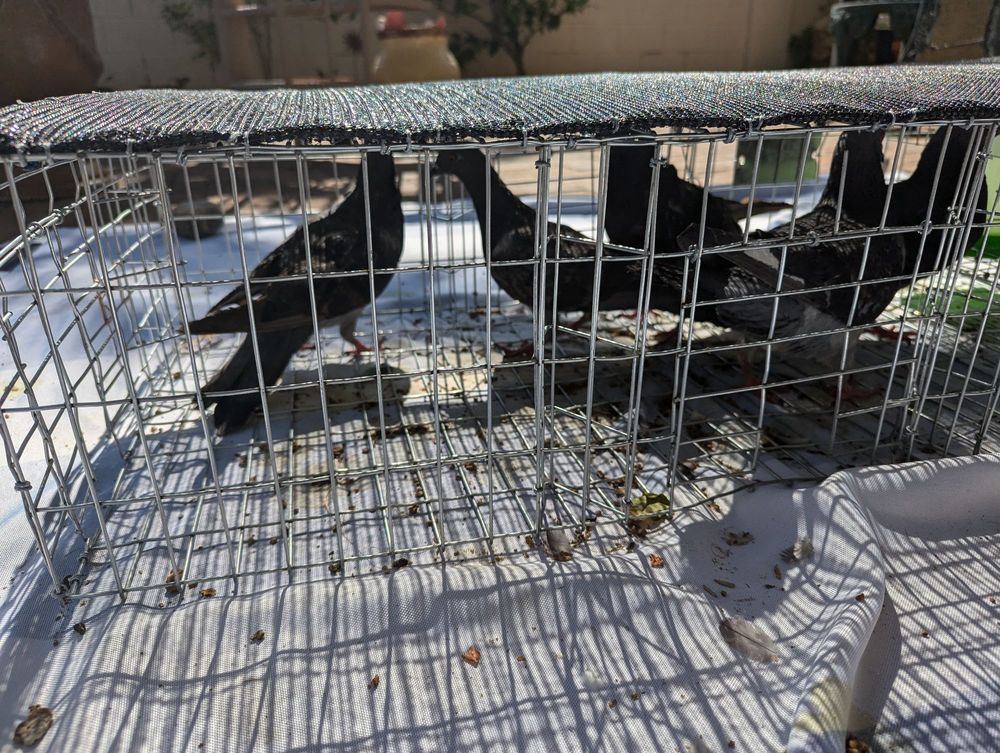 DIAMOND STANDARD PEST CONTROL - Updated August 2025 - 100 South ...