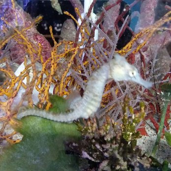 GERBER’S TROPICAL FISH - Updated May 2024 - 37 Photos & 32 Reviews ...