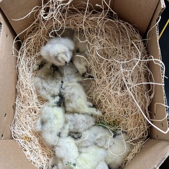 CACKLE HATCHERY® - Updated December 2025 - 88 Photos & 81 Reviews - 411 ...