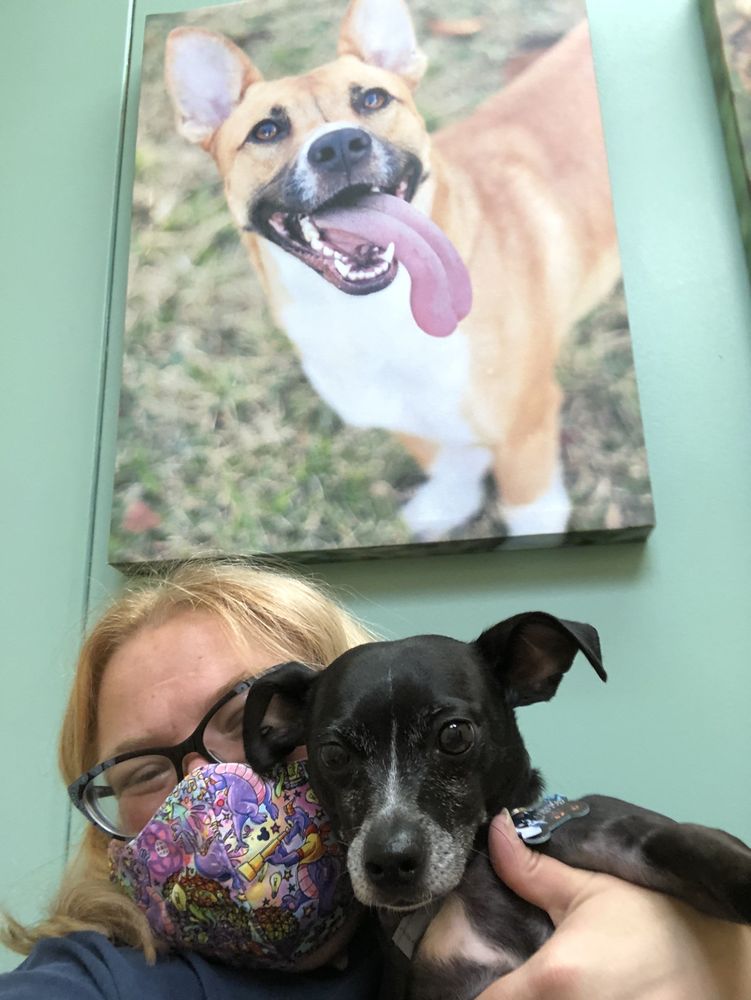 EAST DALLAS VETERINARY CLINIC - Updated August 2025 - 52 Photos & 144 ...