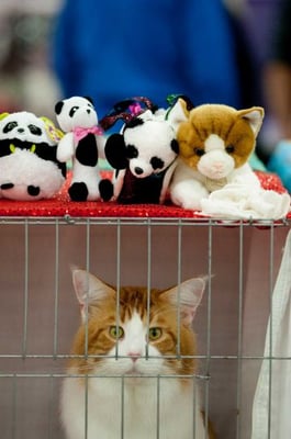 HOUSTON CAT SHOW - Updated December 2025 - 1001 Avenida De Las Americas ...